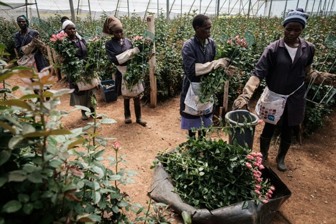 Au Kenya, le coronavirus met la filière des roses à genoux