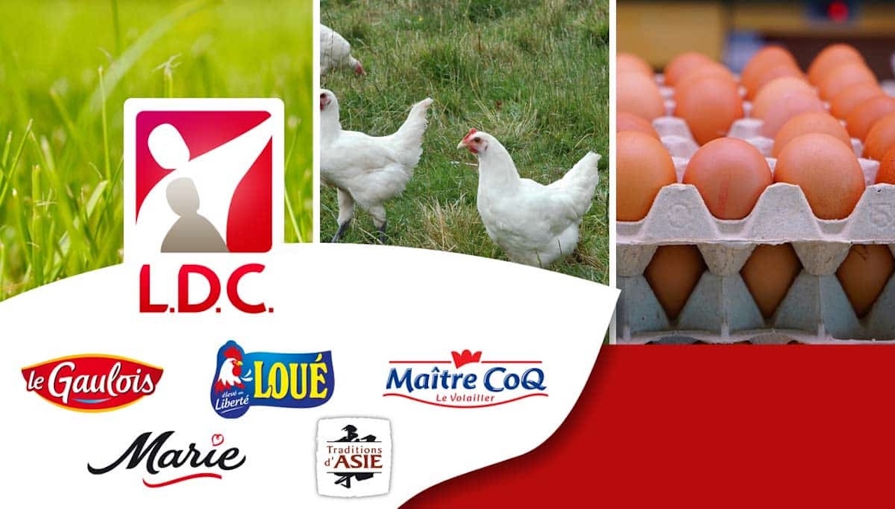 LDC bat tous ses objectifs grâce au poulet et prépare déjà la course ...